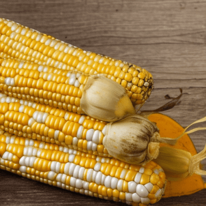 Native American Gardening: The Three Sisters