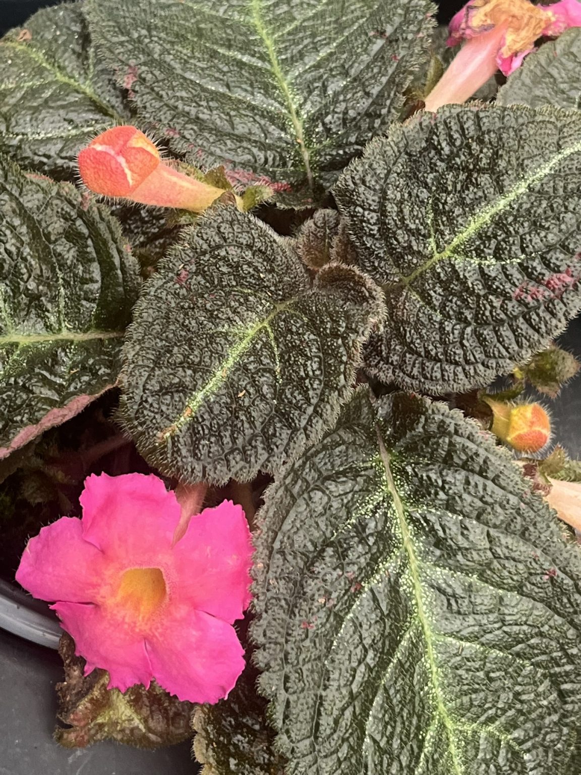Episcia cupreata, Flame Violet, ‘Pink Panther’